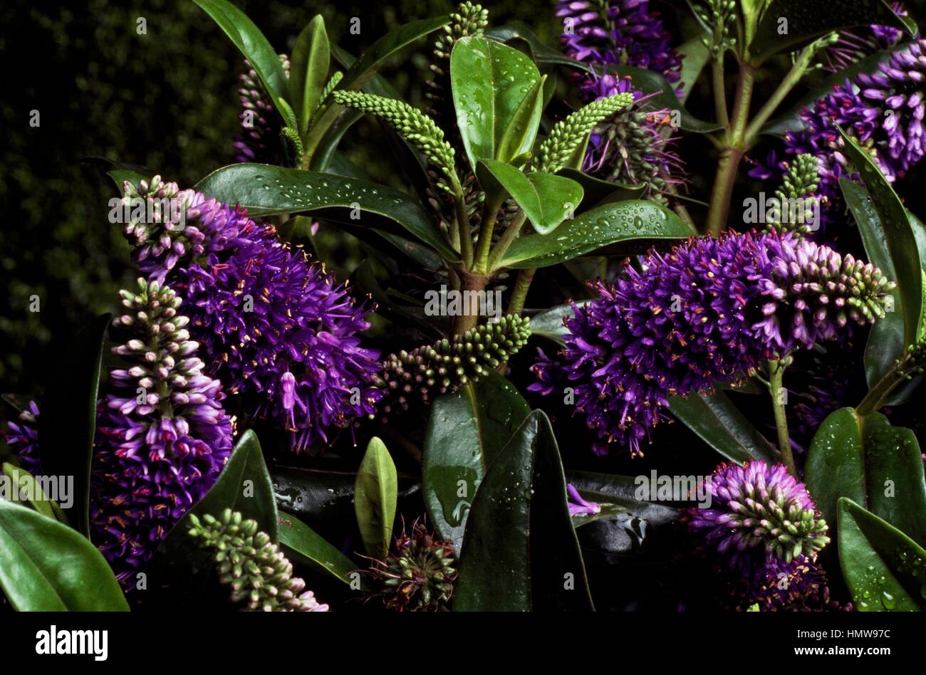 Shrubby Veronica (Hebe sp), Plantaginaceae Stock Photo - Alamy