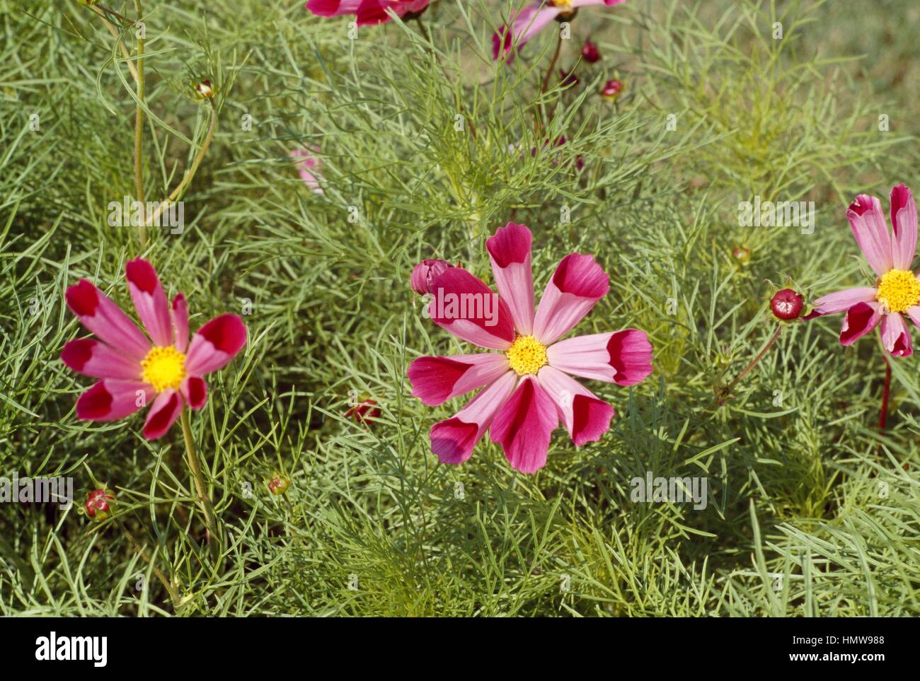 Cosmos Pied Piper Red, Asteraceae Stock Photo - Alamy
