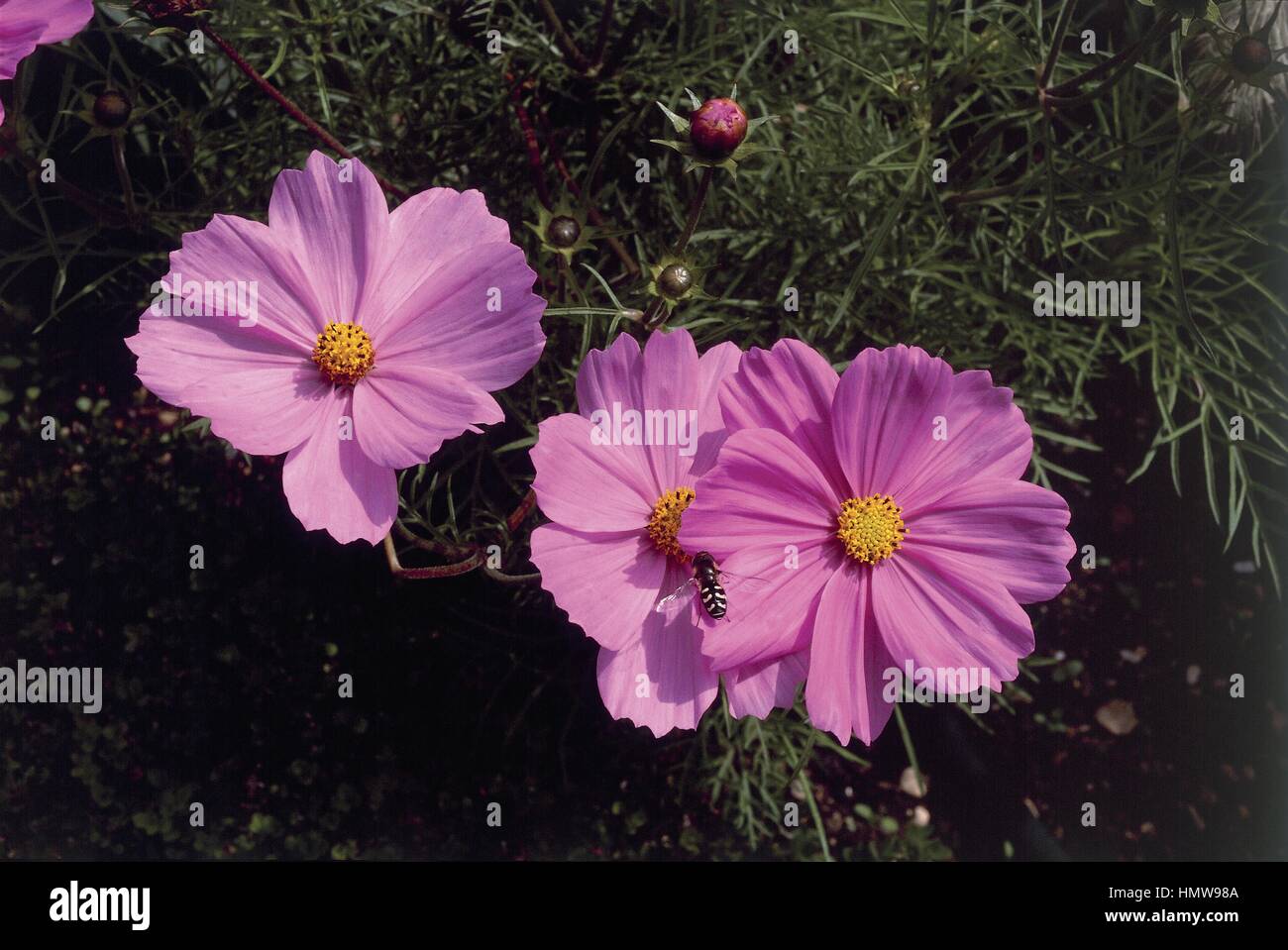 Botany - Asteraceae. Garden cosmos (Cosmos bipinnatus Stock Photo - Alamy