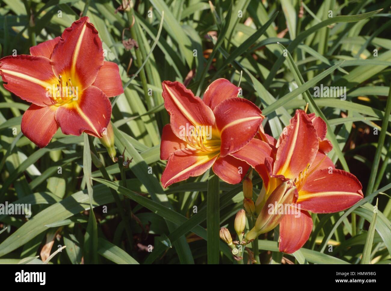 Day-lily (Hemerocallis Chicago Fire), Hemerocallidaceae Stock Photo - Alamy