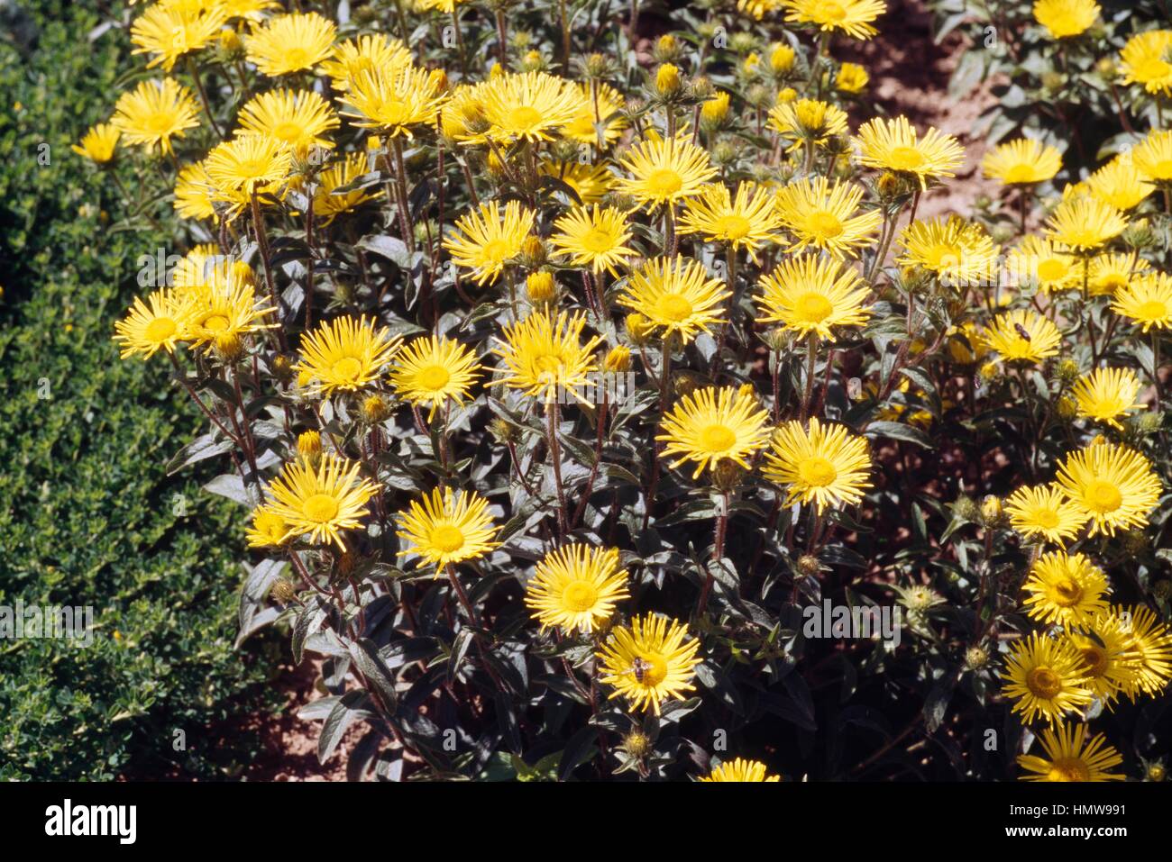 Golden marguerite or Yellow chamomile (Anthemis tinctoria or Cota ...