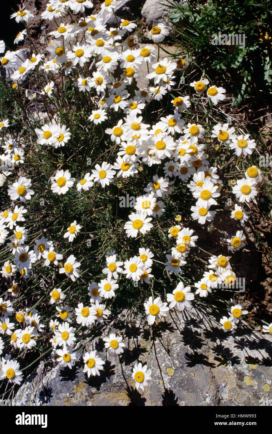 Snow Carpet (Anthemis cretica carpatica Willo), Asteraceae Stock Photo ...