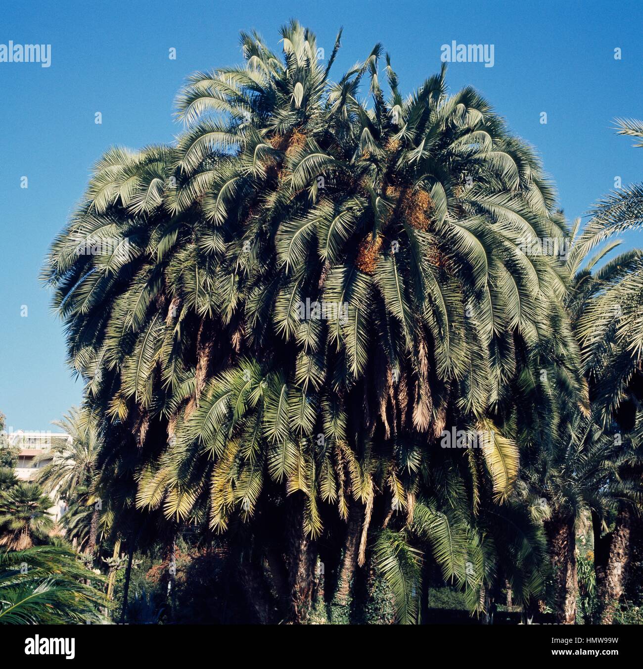 Senegal palm phoenix reclining hi-res stock photography and images - Alamy