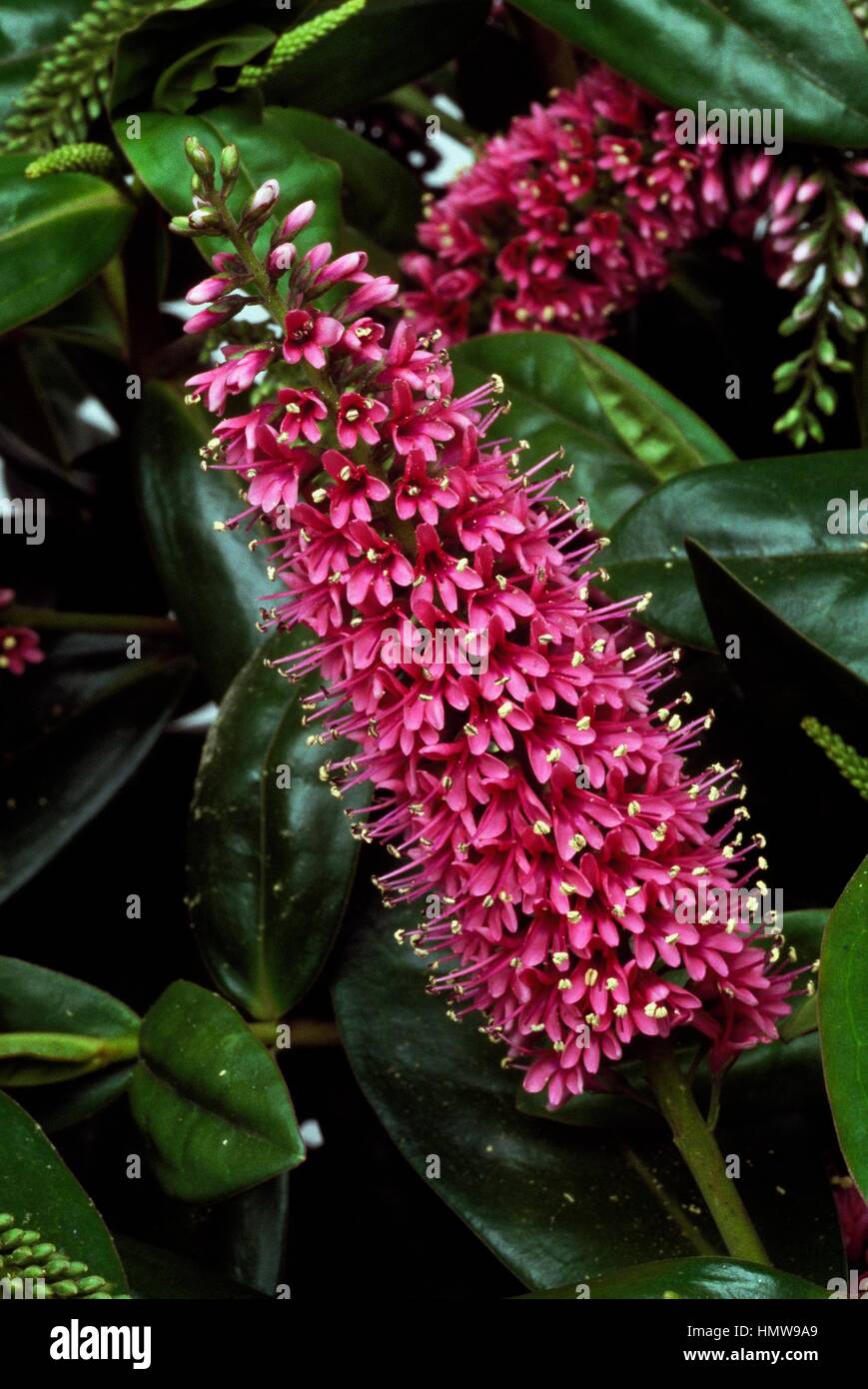 Shrubby veronica hi-res stock photography and images - Alamy