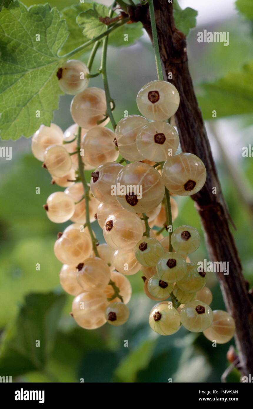 Ribes grossularia hi-res stock photography and images - Alamy