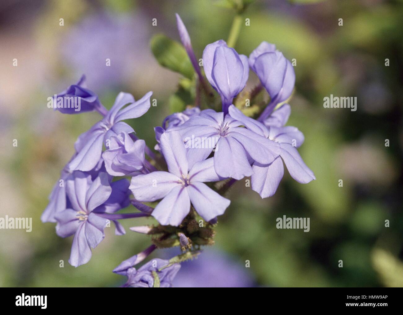 Cape leadwort or Cape plumbago (Plumbago auriculata), Plumbaginaceae ...