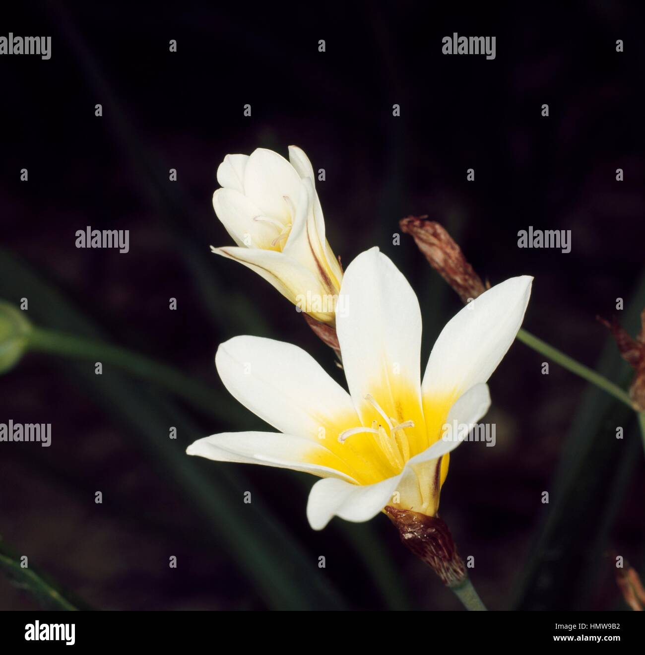 Wandflower hi-res stock photography and images - Alamy