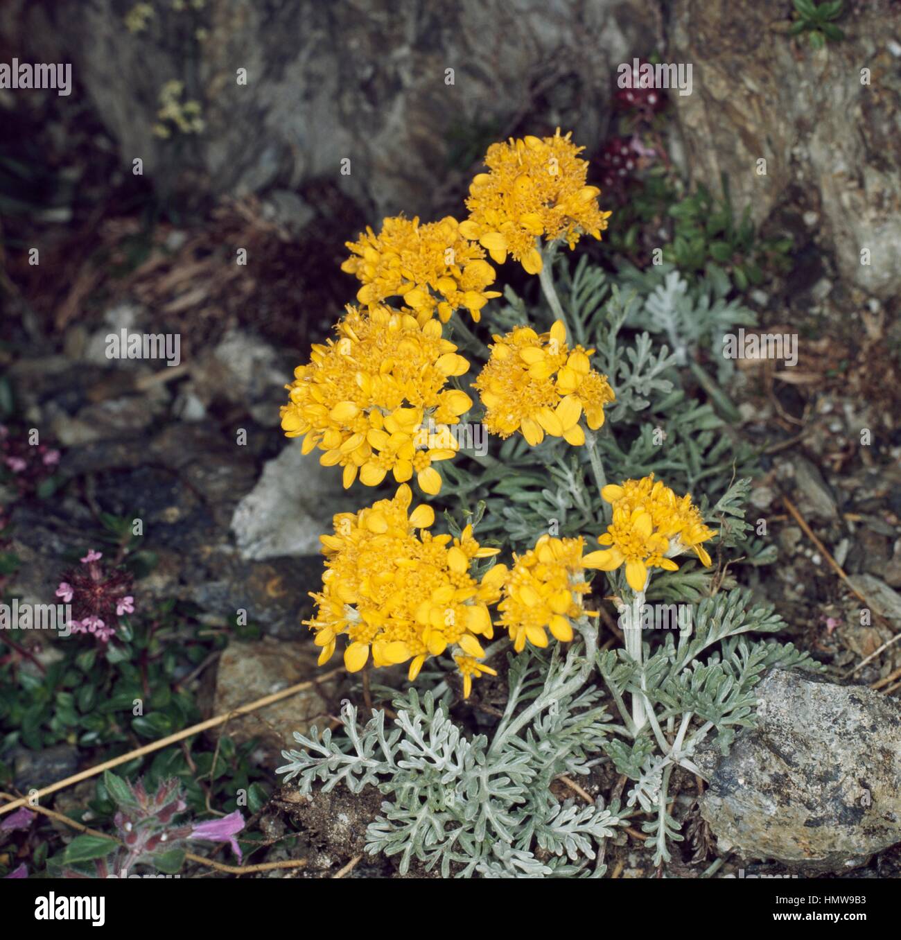 Hoary Groundsel (Jacobaea incana), Asteraceae Stock Photo - Alamy