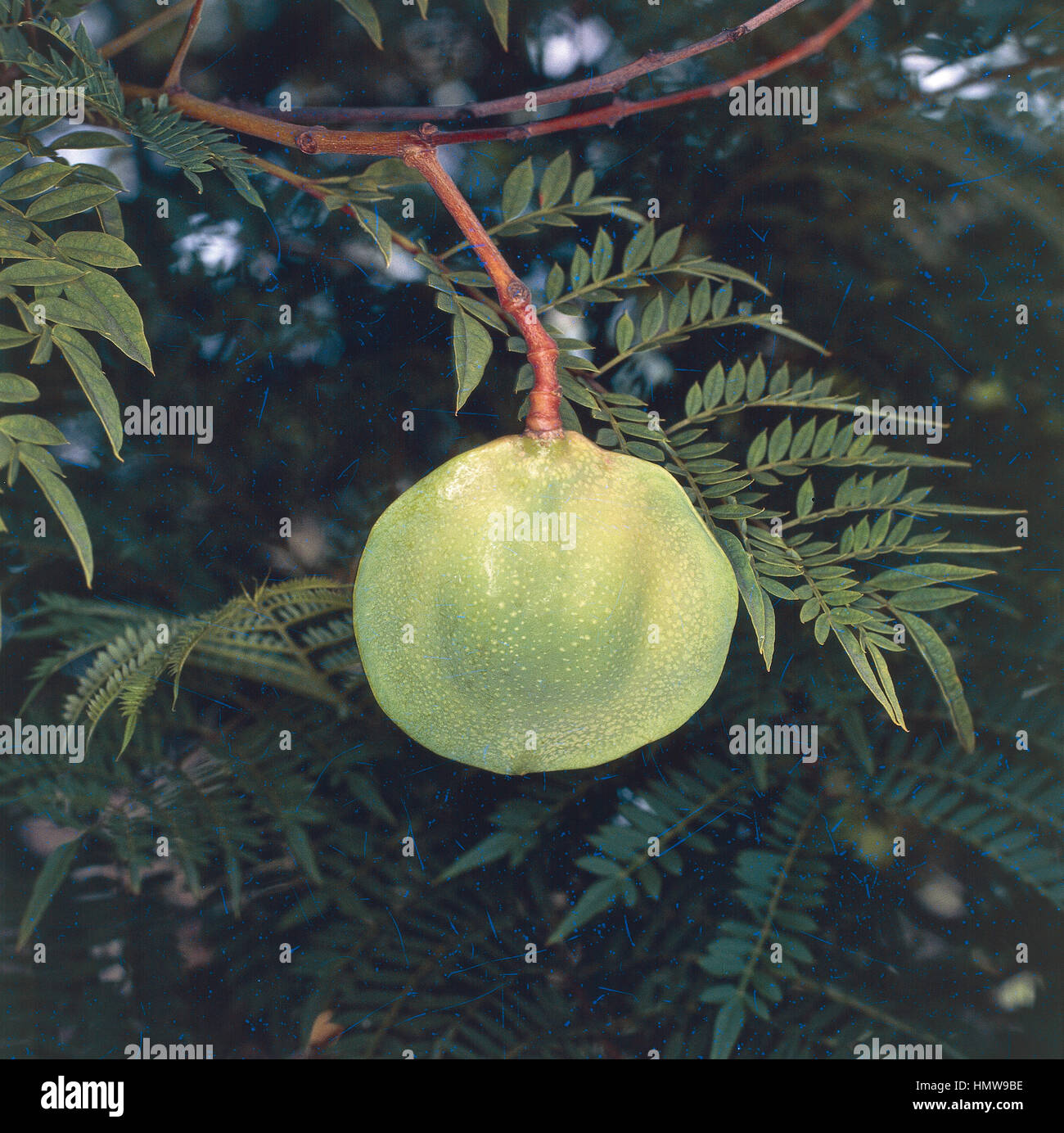 Jacaranda leaves hi-res stock photography and images - Alamy