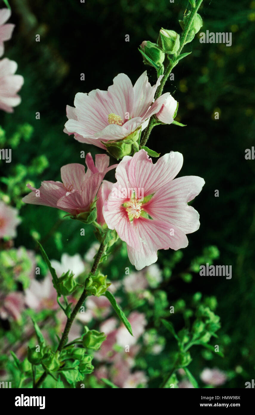 Tree mallow lavatera maritima or malva wigandii hi-res stock ...