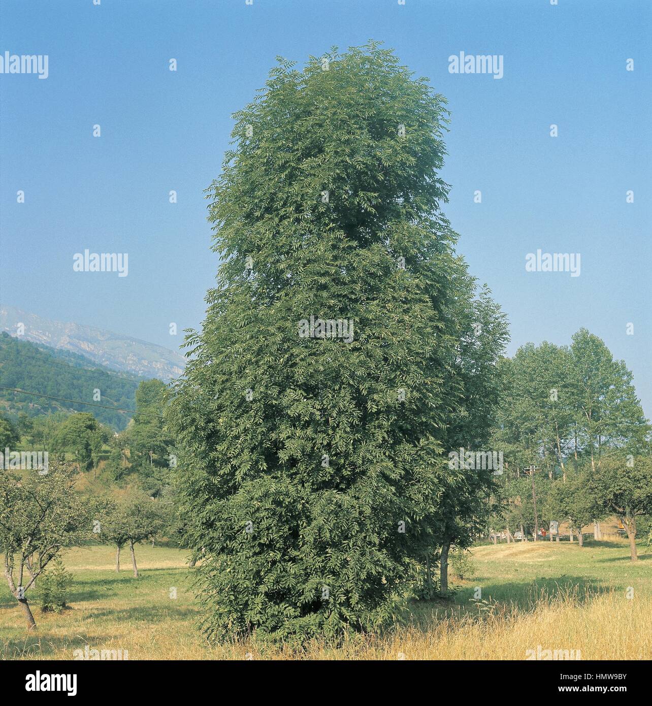 Botany - Trees - Oleaceae. Flowering ash (Fraxinus ornus Stock Photo ...