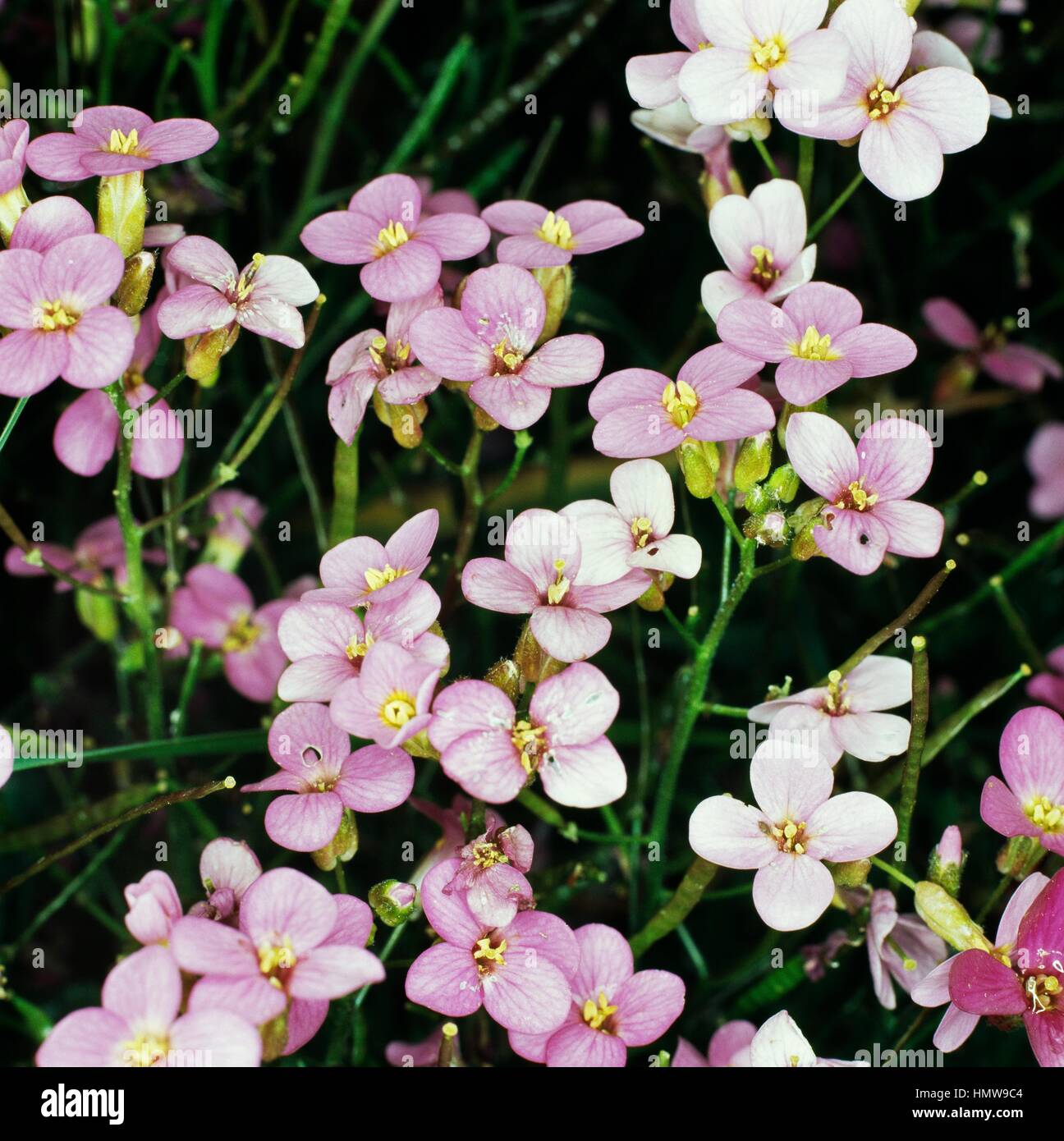 Arabis alpina hi-res stock photography and images - Alamy