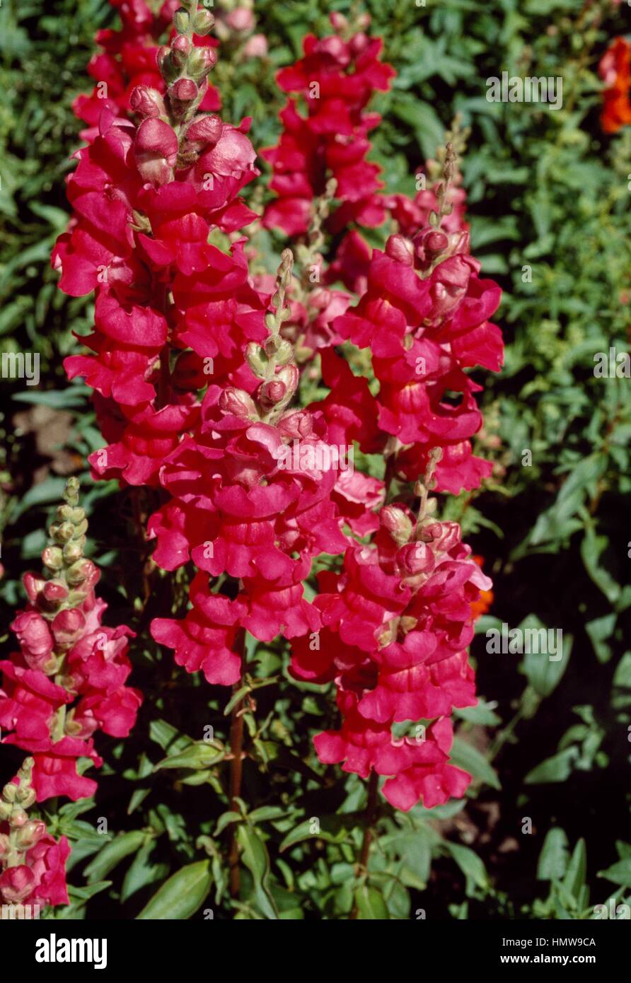 Popette hi-res stock photography and images - Alamy