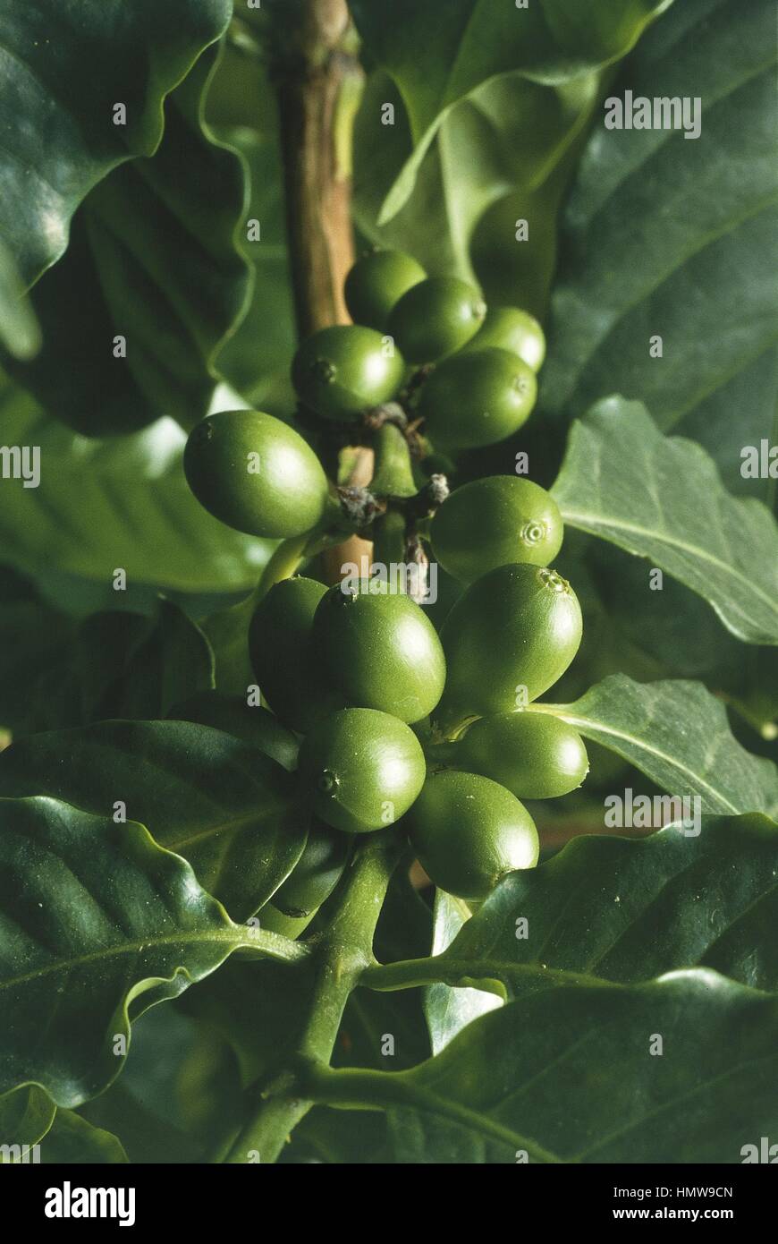 Coffea arabica trees hi-res stock photography and images - Alamy