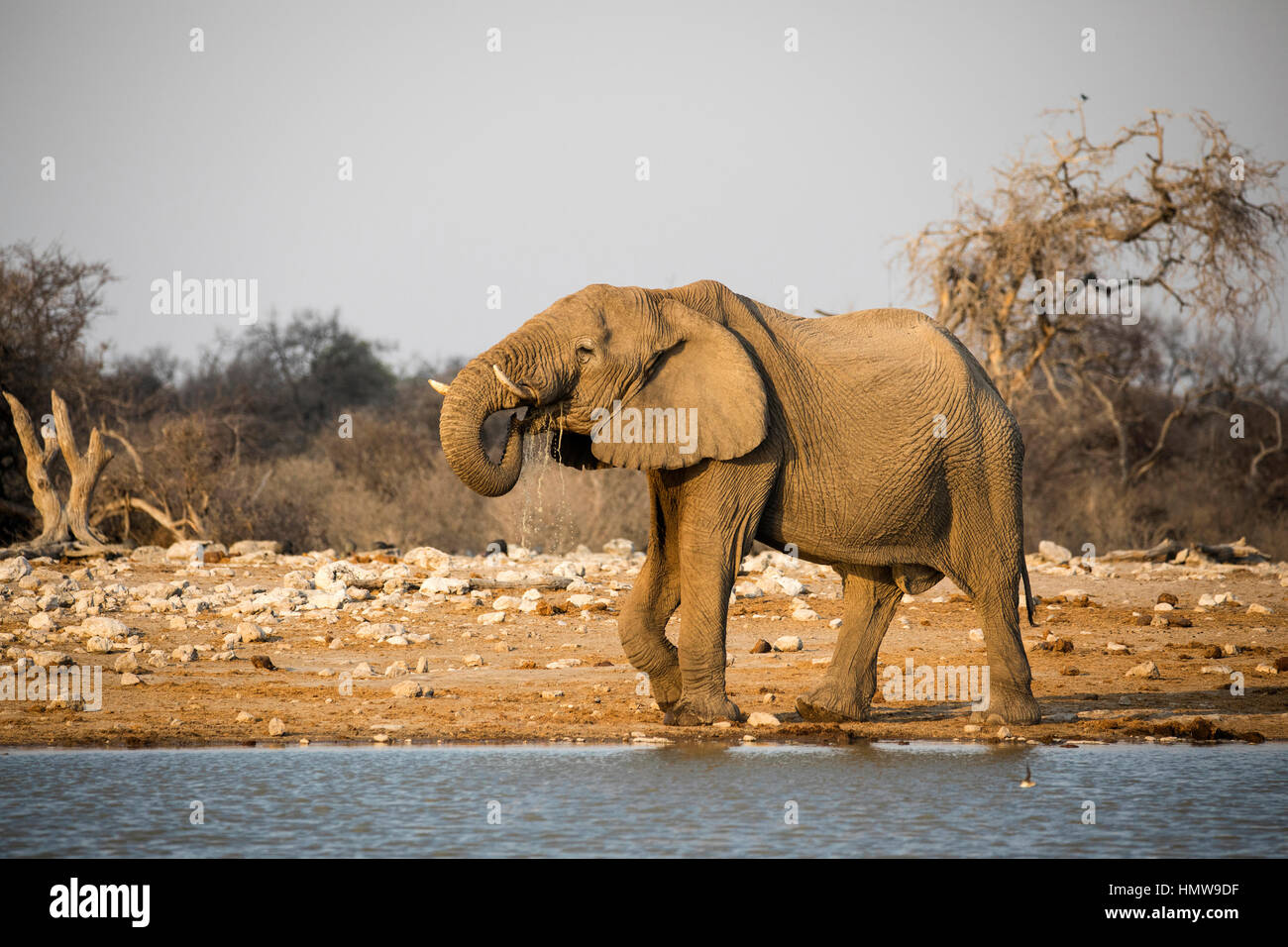 African Elephant, Loxodonta africana, Klein Namutoni Waterhole, Etosha National Park, Namibia ...