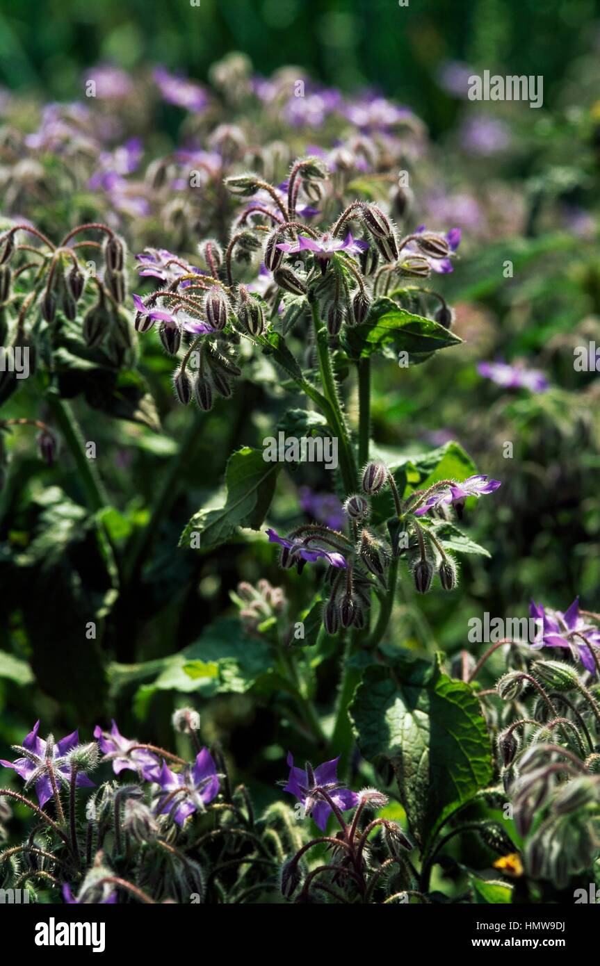 Common borage in bloom (Borago officinalis), Boraginaceae Stock Photo ...