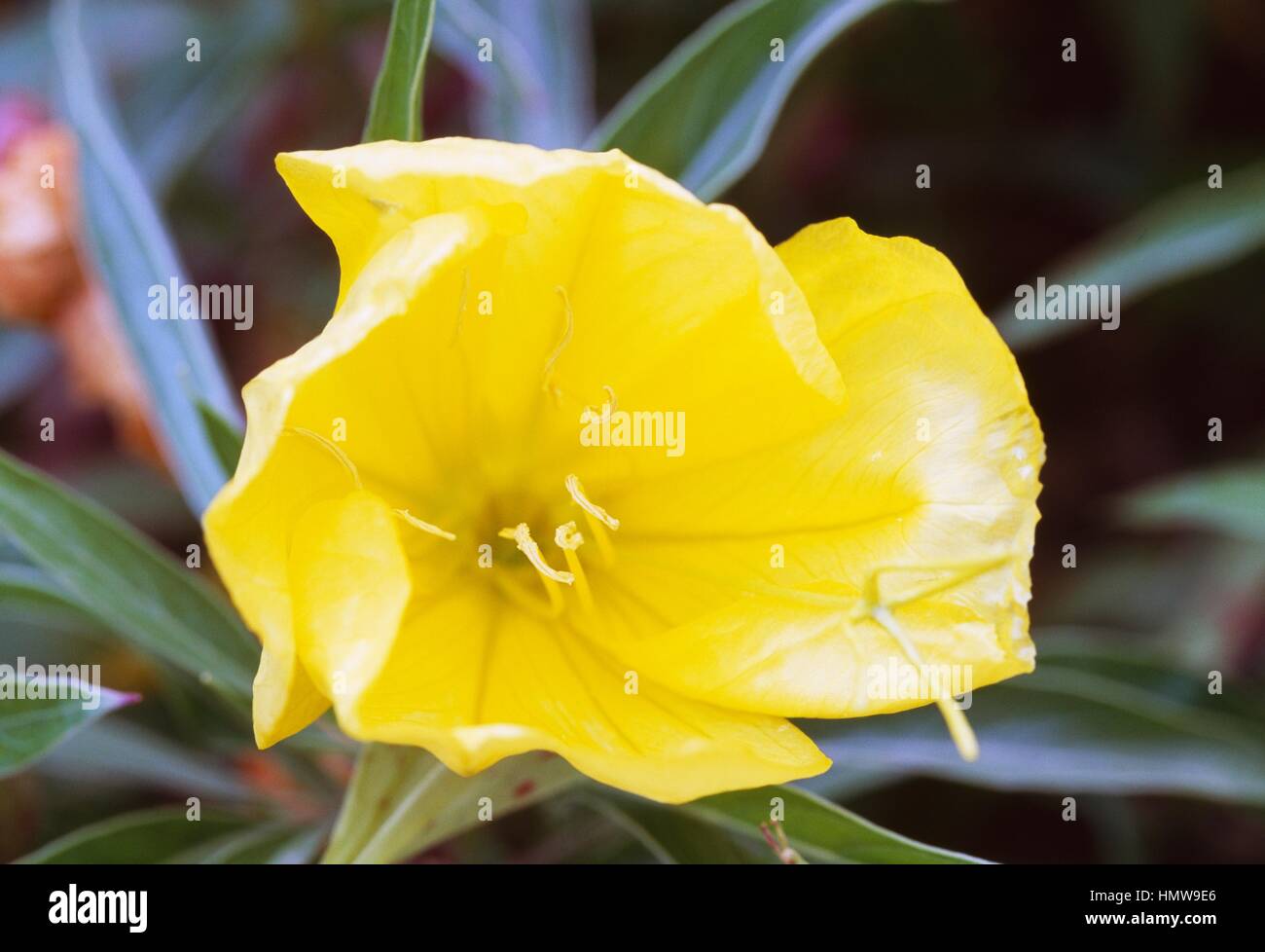 Missouri evening primrose hi-res stock photography and images - Alamy