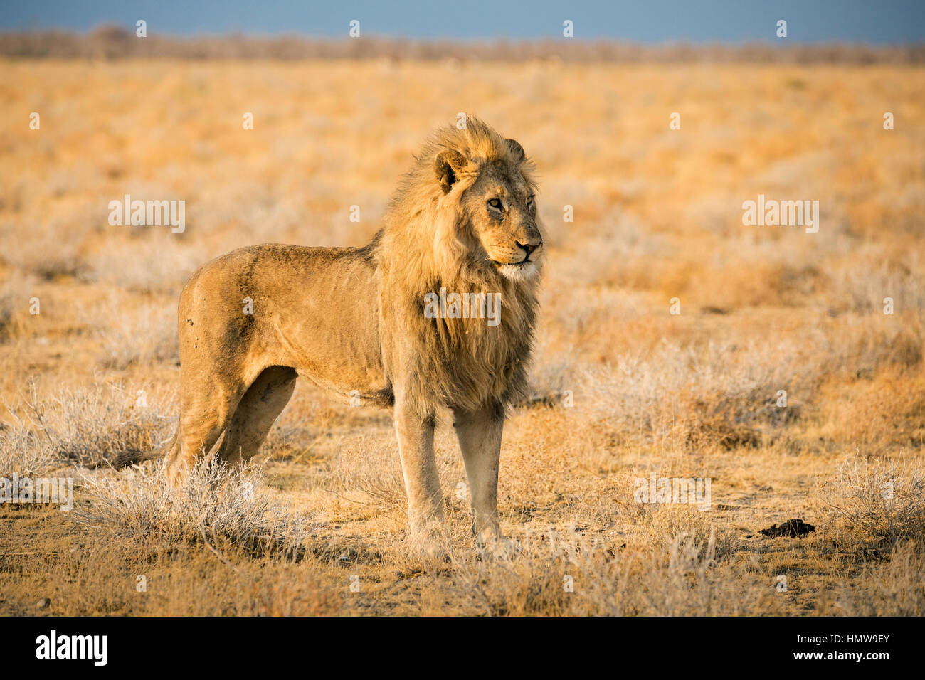 African biome hi-res stock photography and images - Alamy
