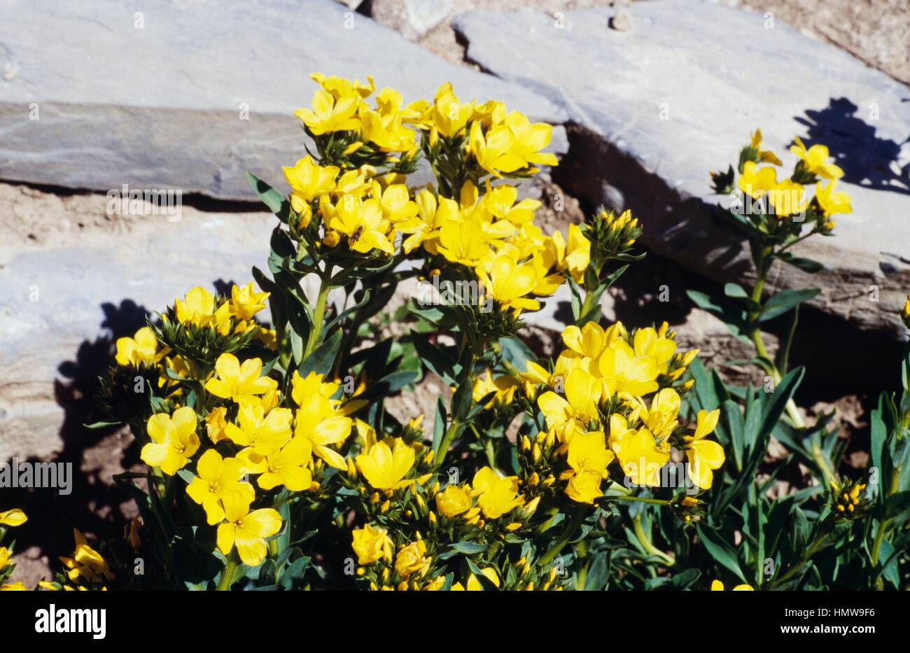 Yellow Flax (Linum flavum), Linaceae Stock Photo - Alamy