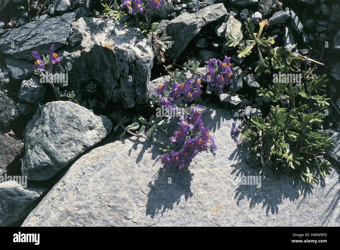Botany - Scrophulariaceae. Alpine toadflax (Linaria alpina Stock Photo ...