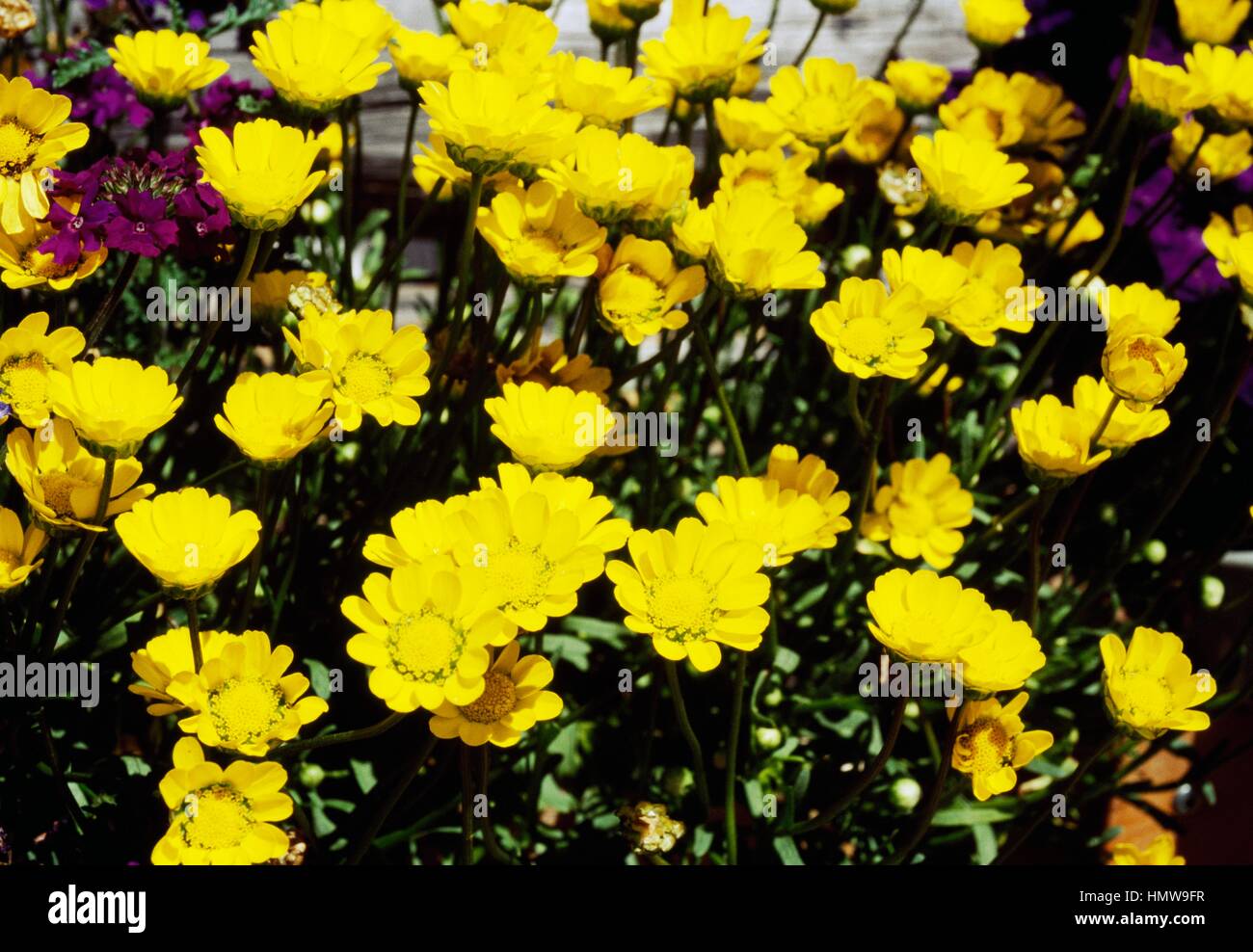 Corn marigold or corn daisy (Chrysanthemum segetum or Glebionis segetum ...