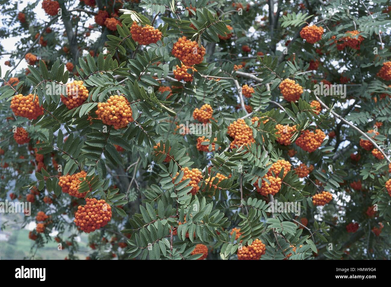 Botany - Trees - Rosaceae. European mountain ash (Sorbus aucuparia ...
