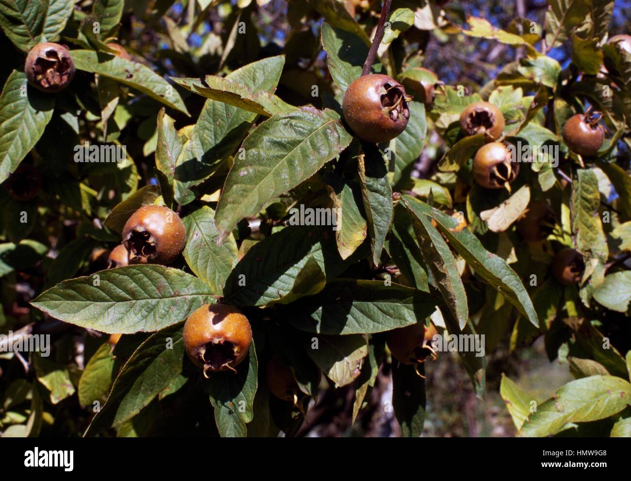 Common Medlar fruits (Mespilus germanica), Rosaceae Stock Photo - Alamy