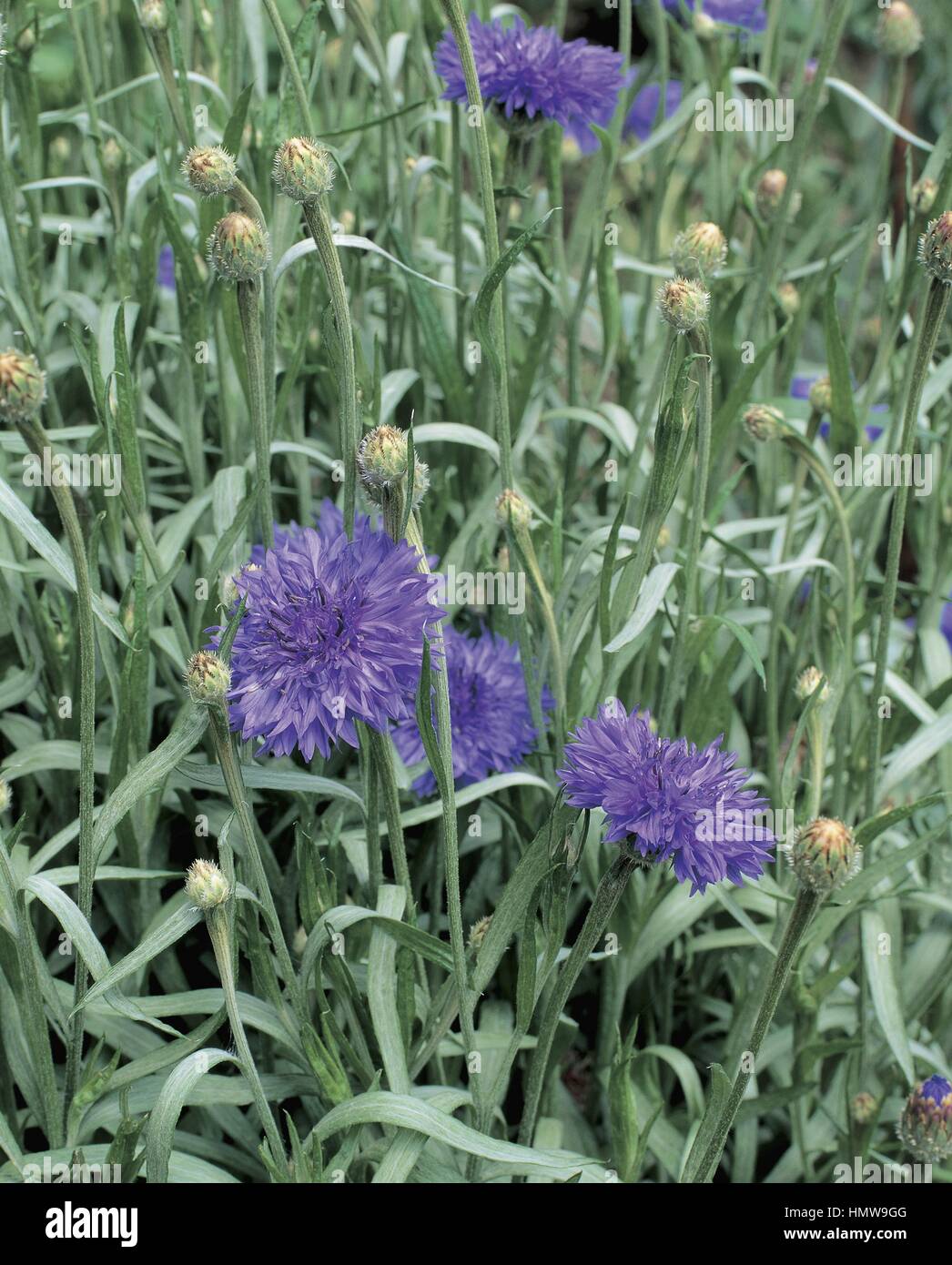 Botany centaurea cyanus hi-res stock photography and images - Alamy