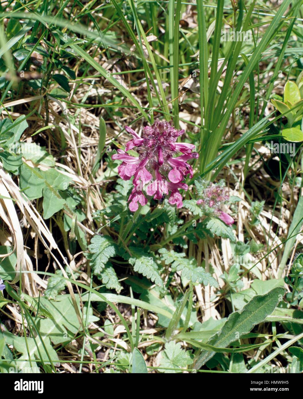 Whorled hi-res stock photography and images - Alamy