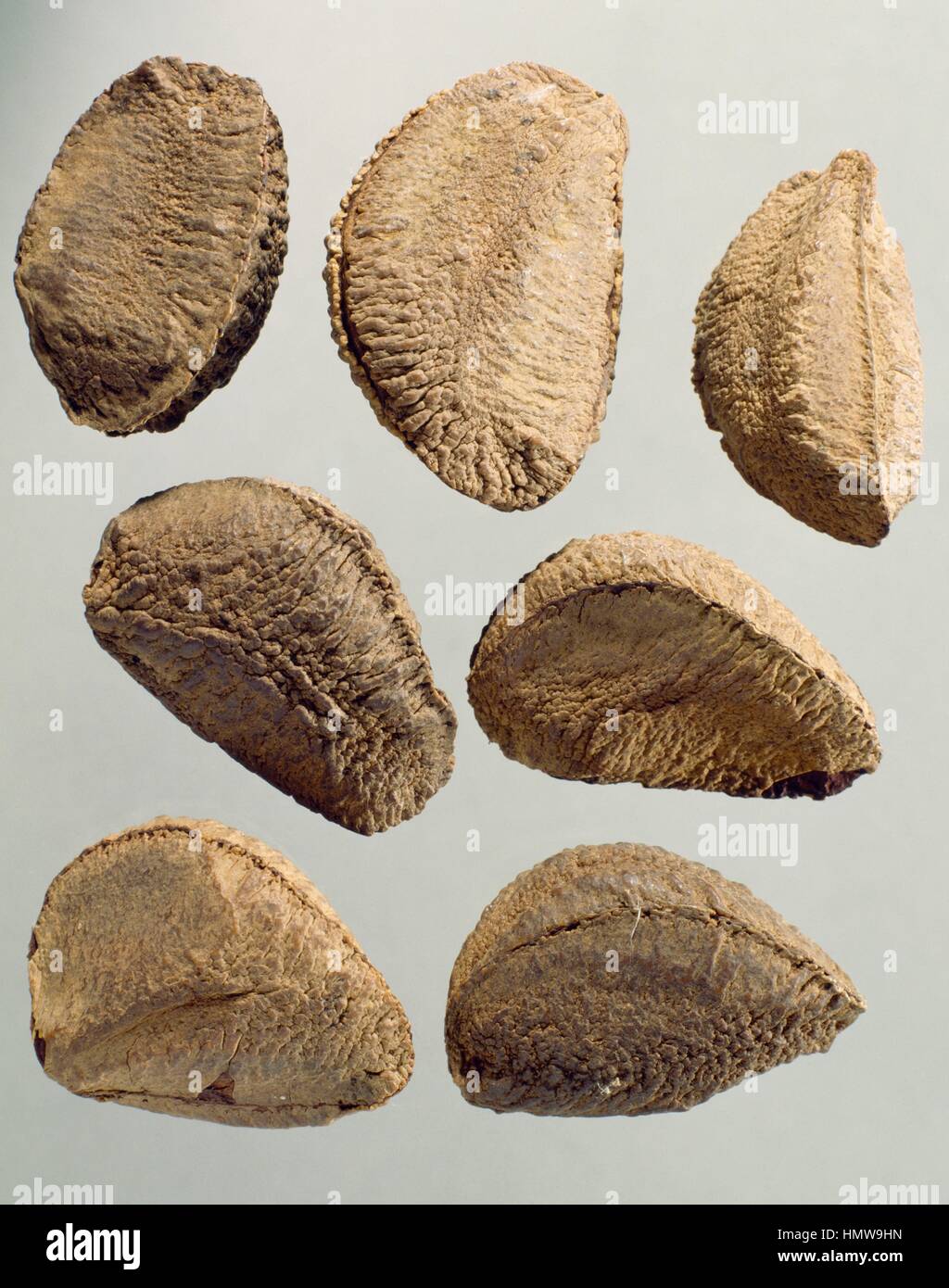 Brazil Nut (Bertholletia excelsa), Lecythidaceae Stock Photo - Alamy