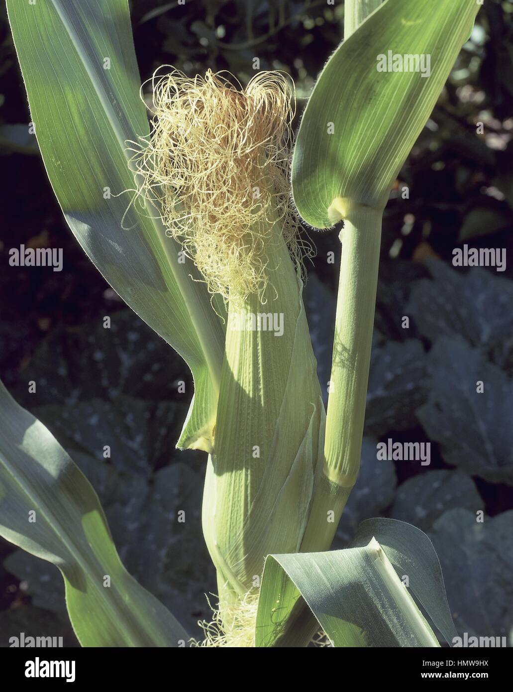 Botany - Poaceae. Corn (Zea mays), Female flower Stock Photo - Alamy