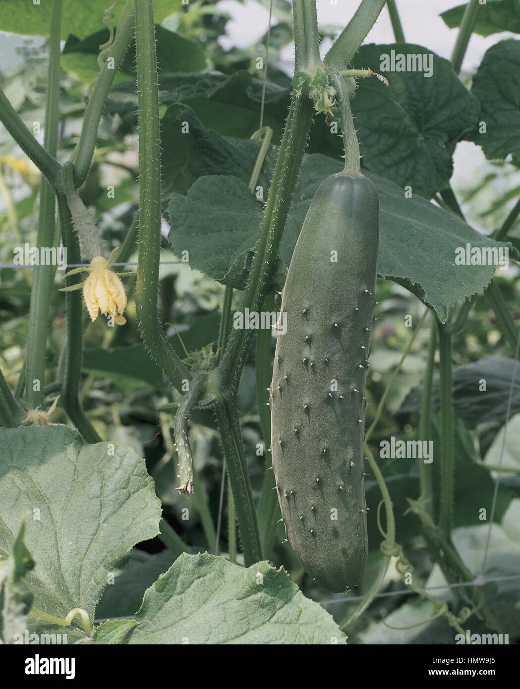 Cucumber stem hi-res stock photography and images - Alamy