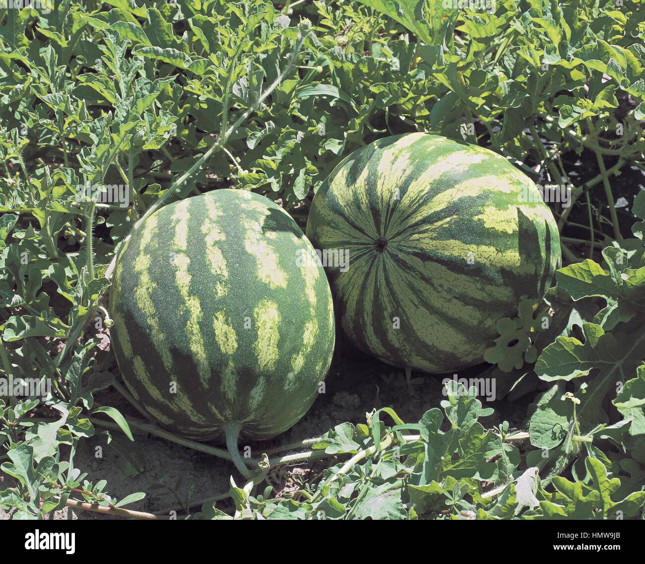 Citrullus vulgaris hi-res stock photography and images - Alamy