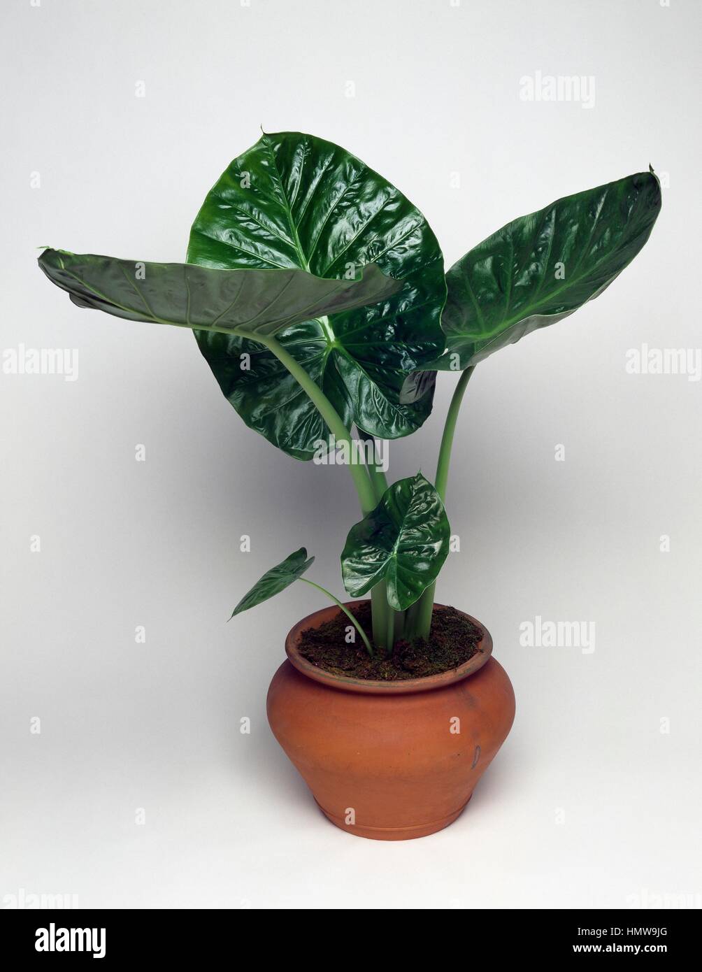 Amazon elephant's ear (Alocasia x amazonica), Araceae Stock Photo - Alamy