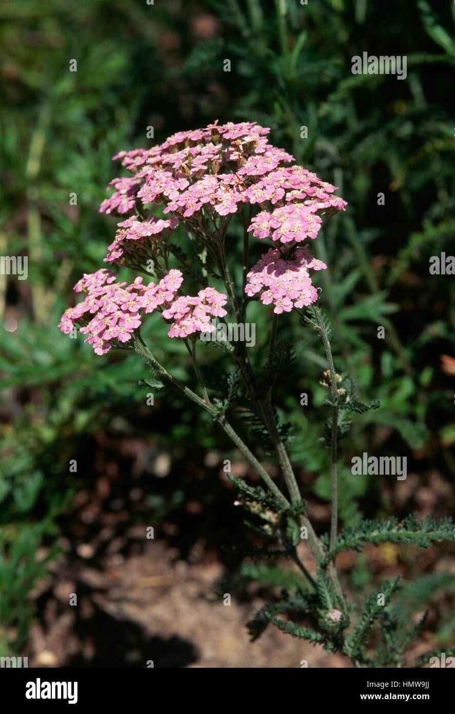 Yarrow or Common yarrow (Achillea millefolium), Asteraceae Stock Photo ...