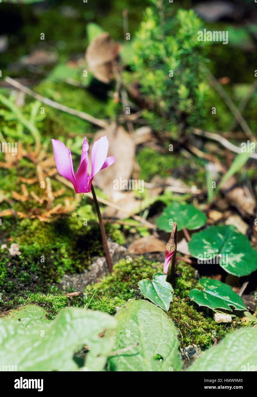 Cyclamen repandum, Primulaceae Stock Photo - Alamy
