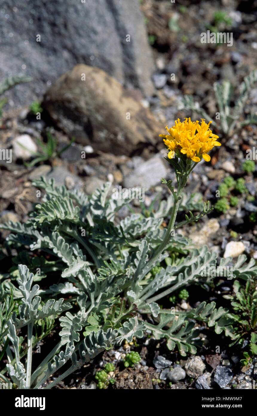Hoary Groundsel (Jacobaea incana), Asteraceae Stock Photo - Alamy