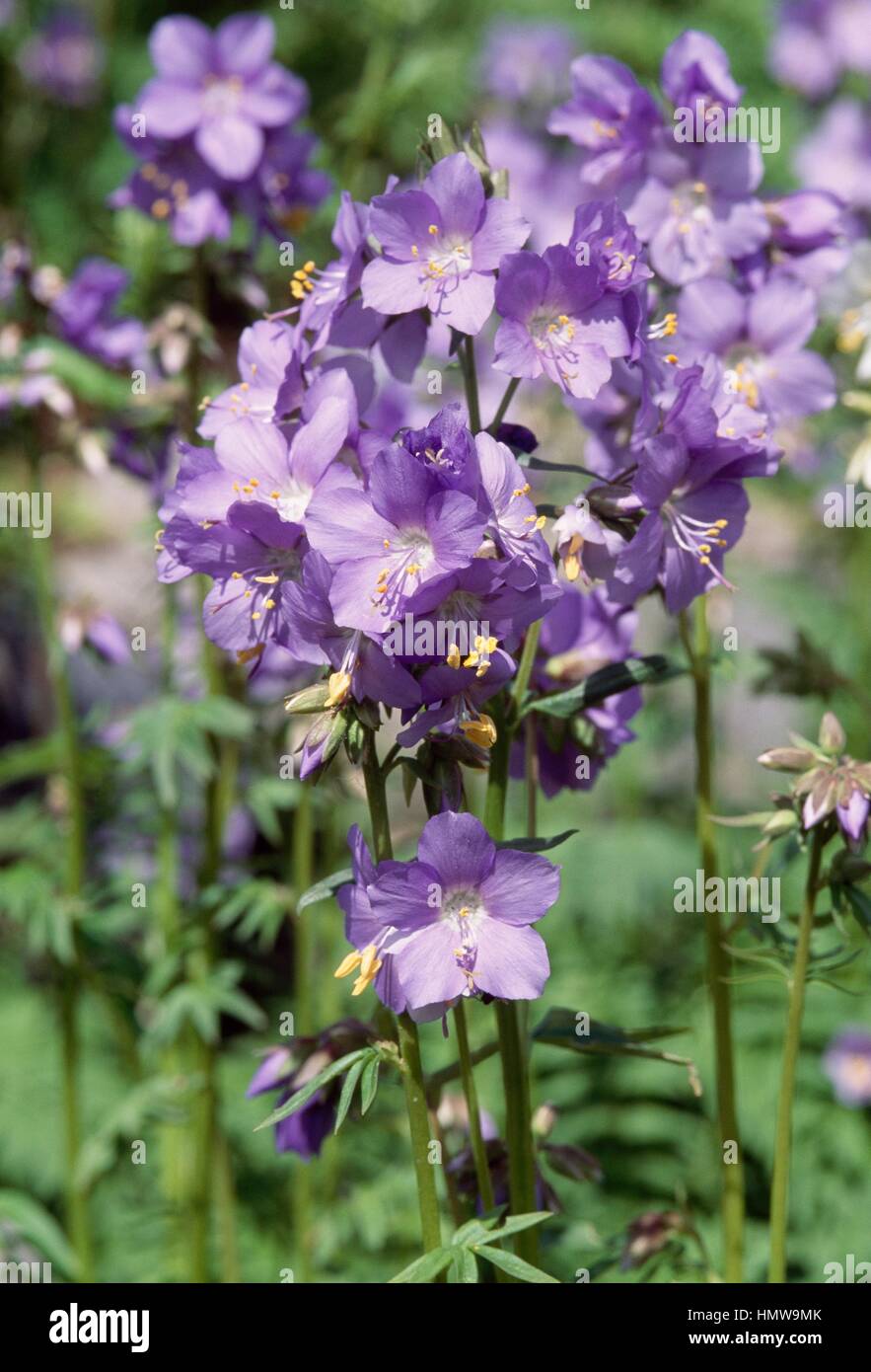 Blue Jacob's ladder (Polemonium caeruleum), Polemiaceae Stock Photo - Alamy