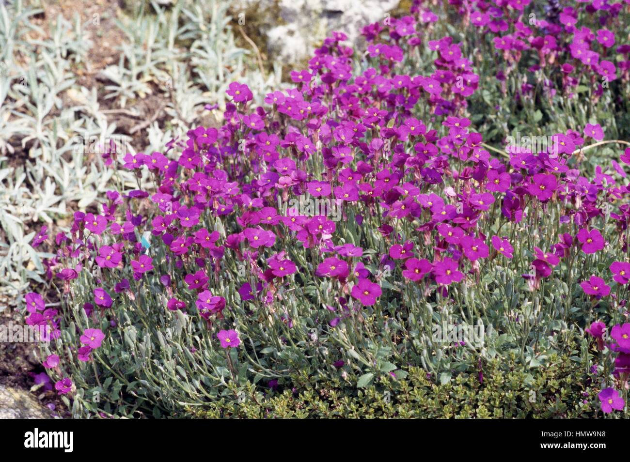 Fairy foxglove erinus alpinus hi-res stock photography and images - Alamy