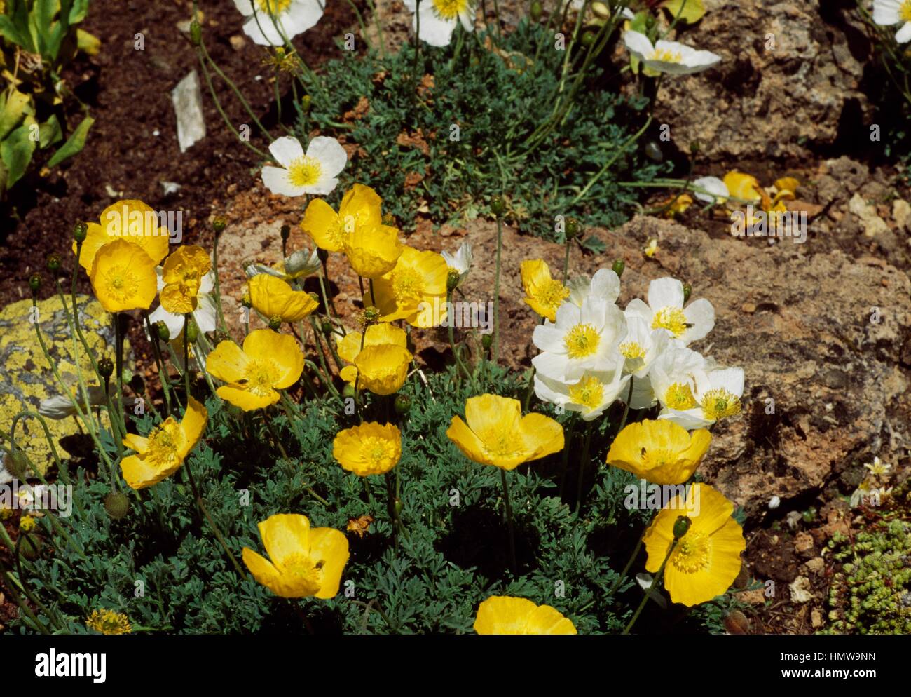 Yellow alpine poppy (Papaver rhaeticum), Papaveraceae Stock Photo - Alamy