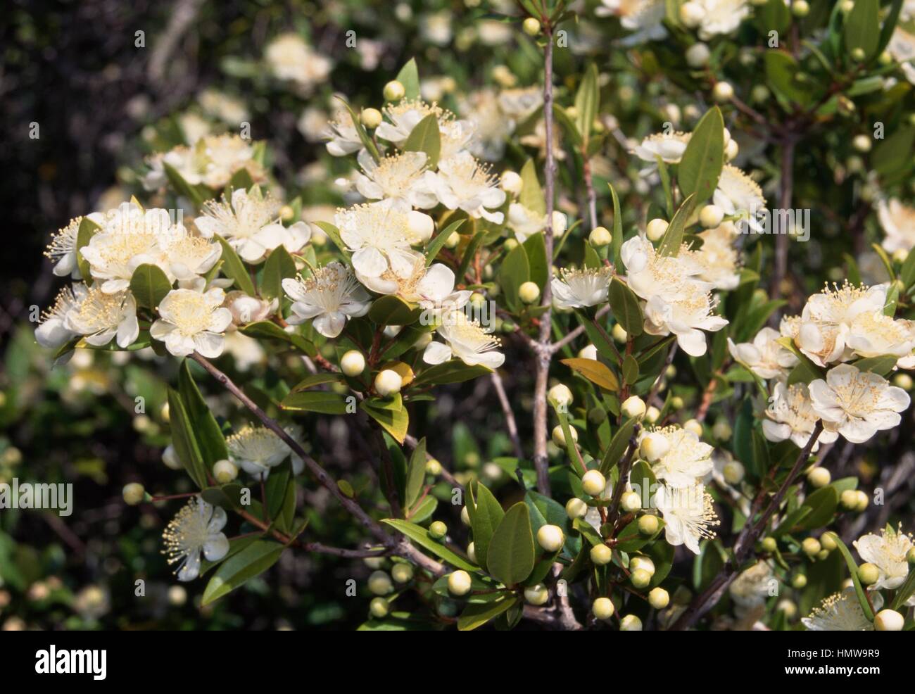 Myrtle (Myrtus communis), Myrtaceae Stock Photo - Alamy