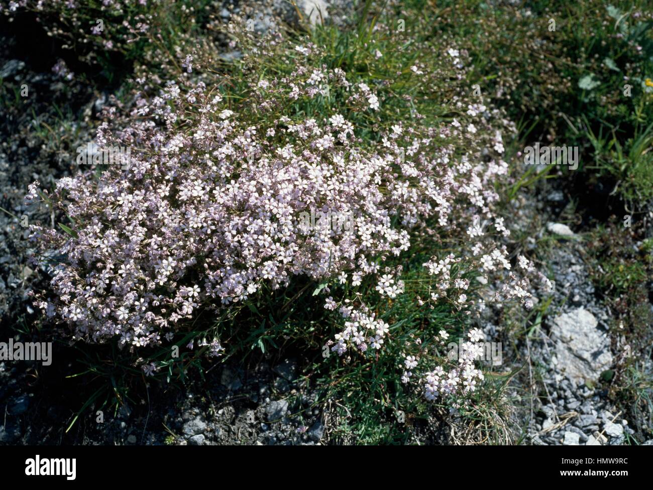 Creeping gypsophila in bloom hi-res stock photography and images - Alamy