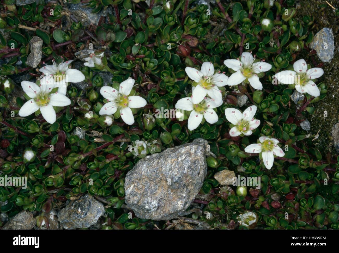 Two flowered sandwort hi-res stock photography and images - Alamy