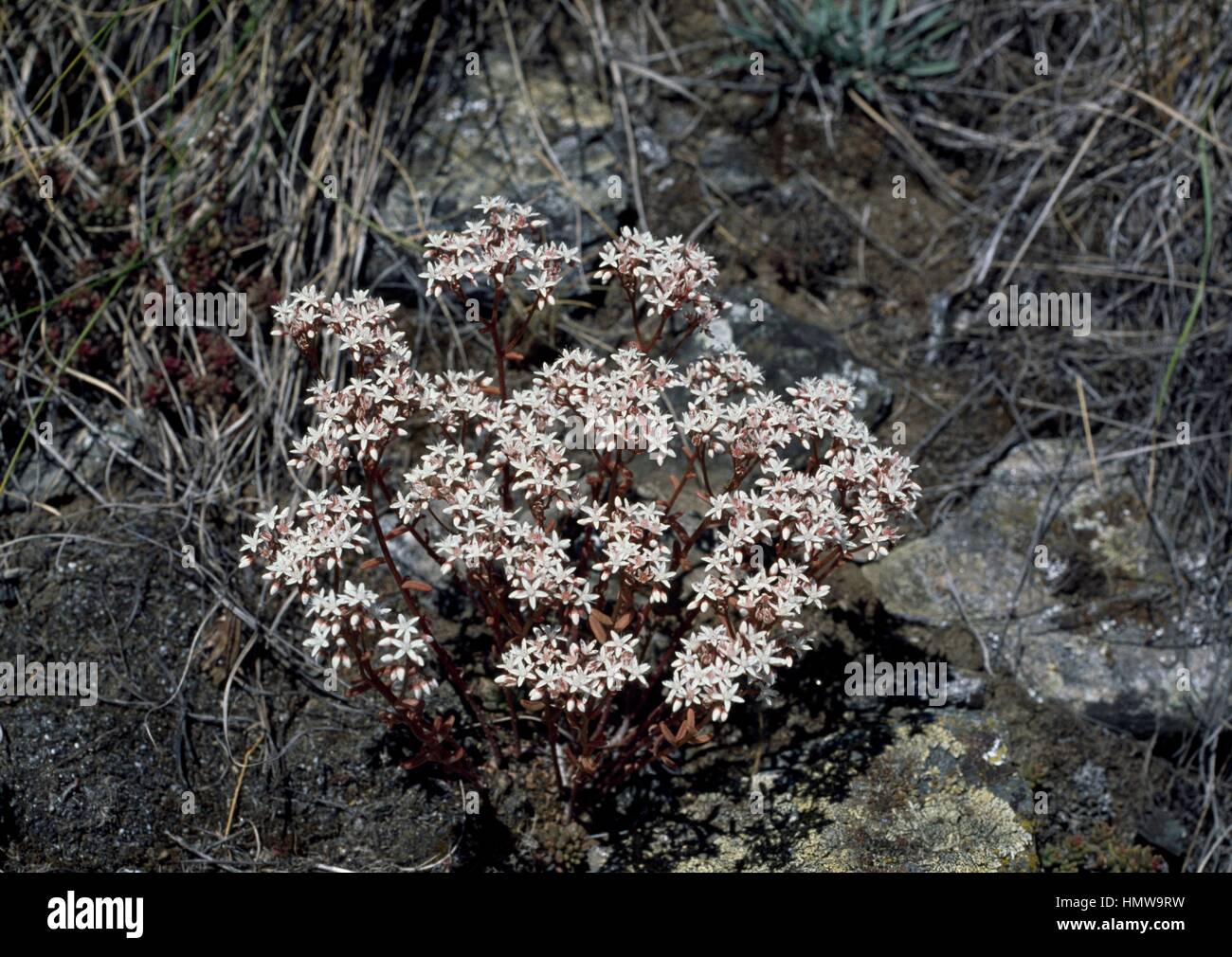White stonecrop (Sedum album), Crassulaceae Stock Photo - Alamy