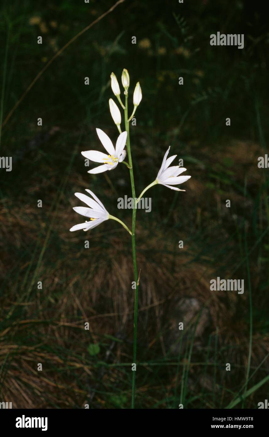St Bernard's lily (Anthericum liliago), Liliaceae Stock Photo - Alamy