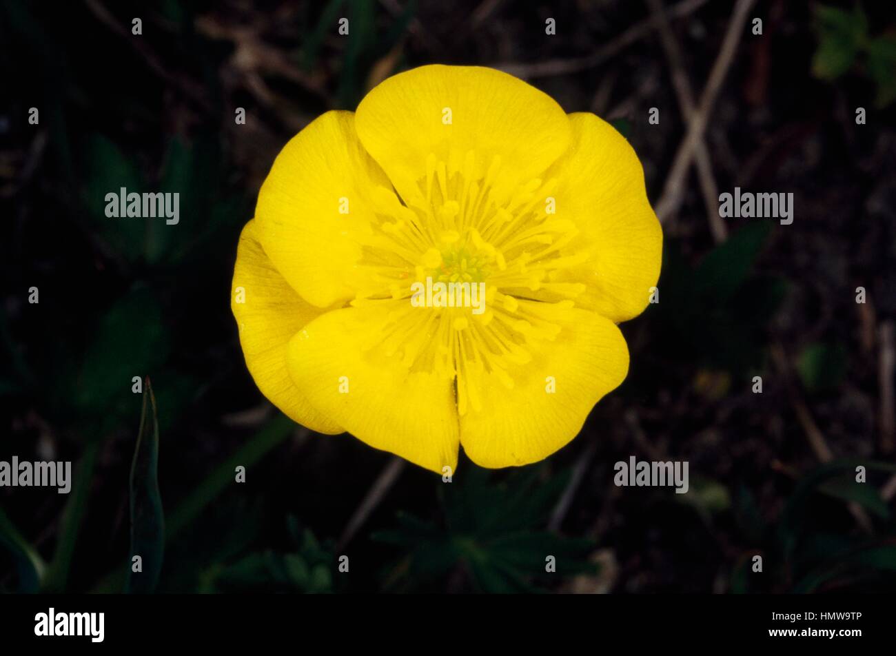 Mountain buttercup (Ranunculus montanus), Ranunculaceae Stock Photo - Alamy