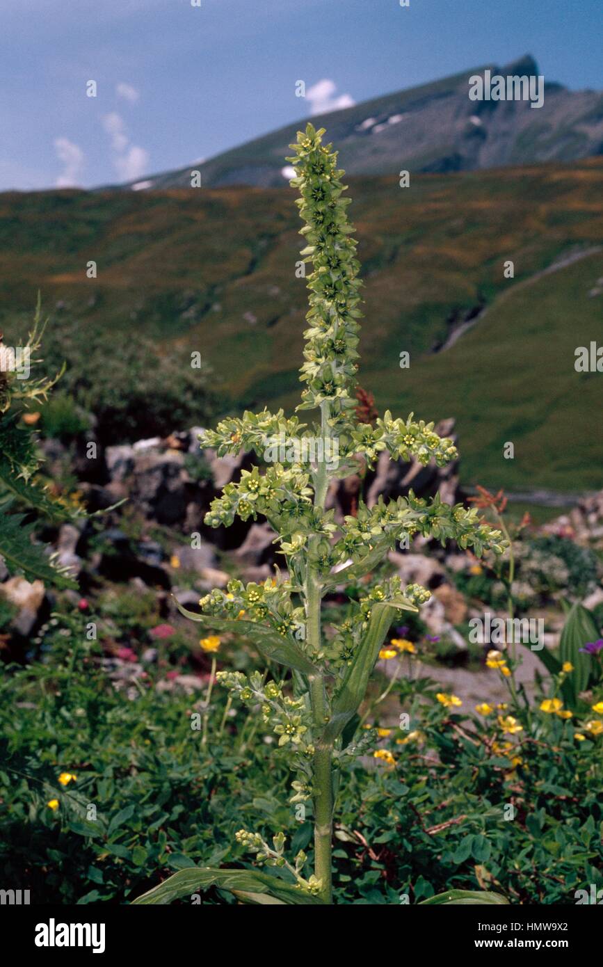White False Hellebore (Veratrum album), Melanthiaceae Stock Photo - Alamy