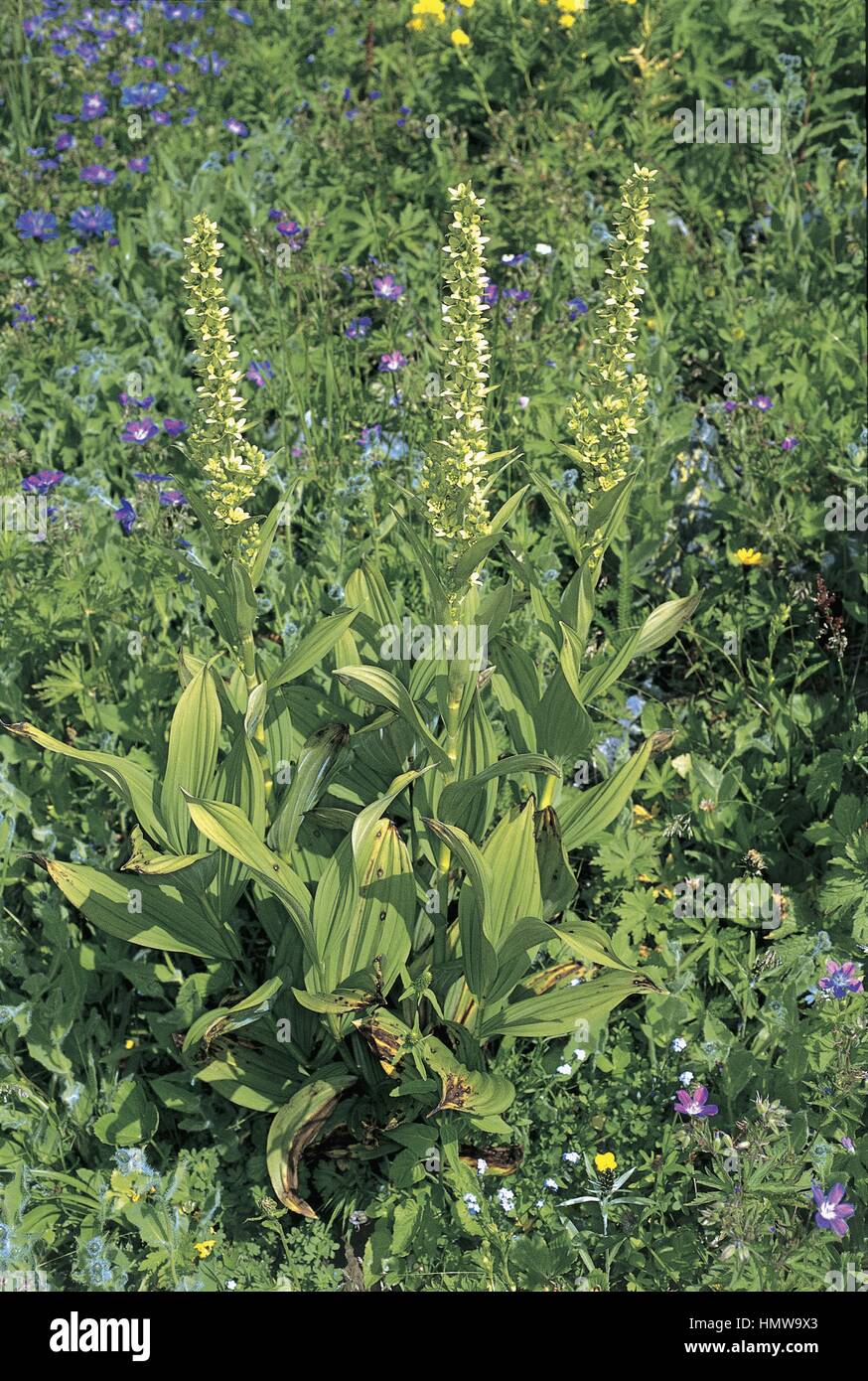 Botany - Liliaceae. White hellebore (Veratrum album Stock Photo - Alamy