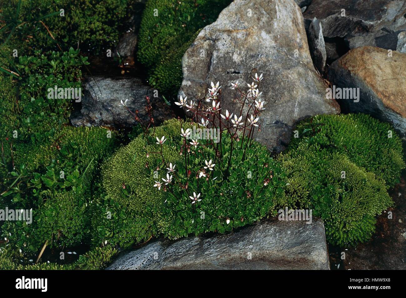 Hairy kidney wort hi-res stock photography and images - Alamy