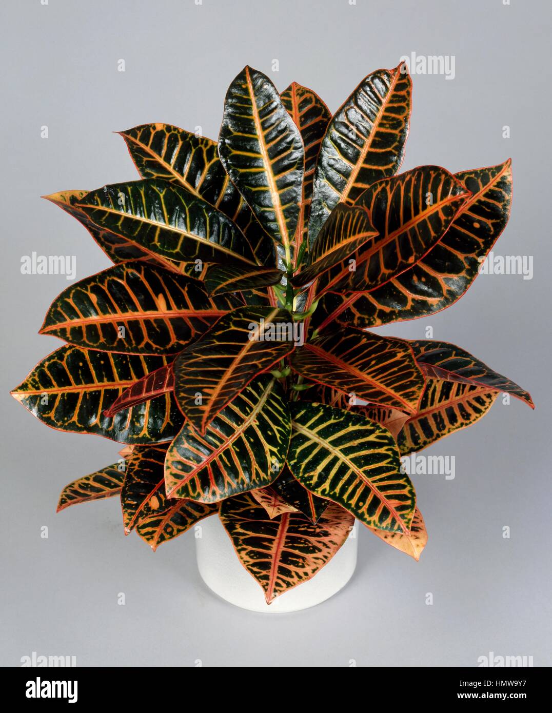 Garden croton or Variegated croton (Codiaeum variegatum Norma ...